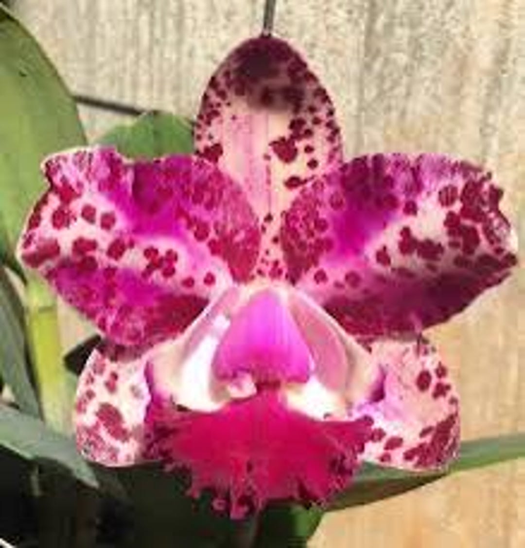 Cattleya Da She Cognac- Orchid Plant - Etsy