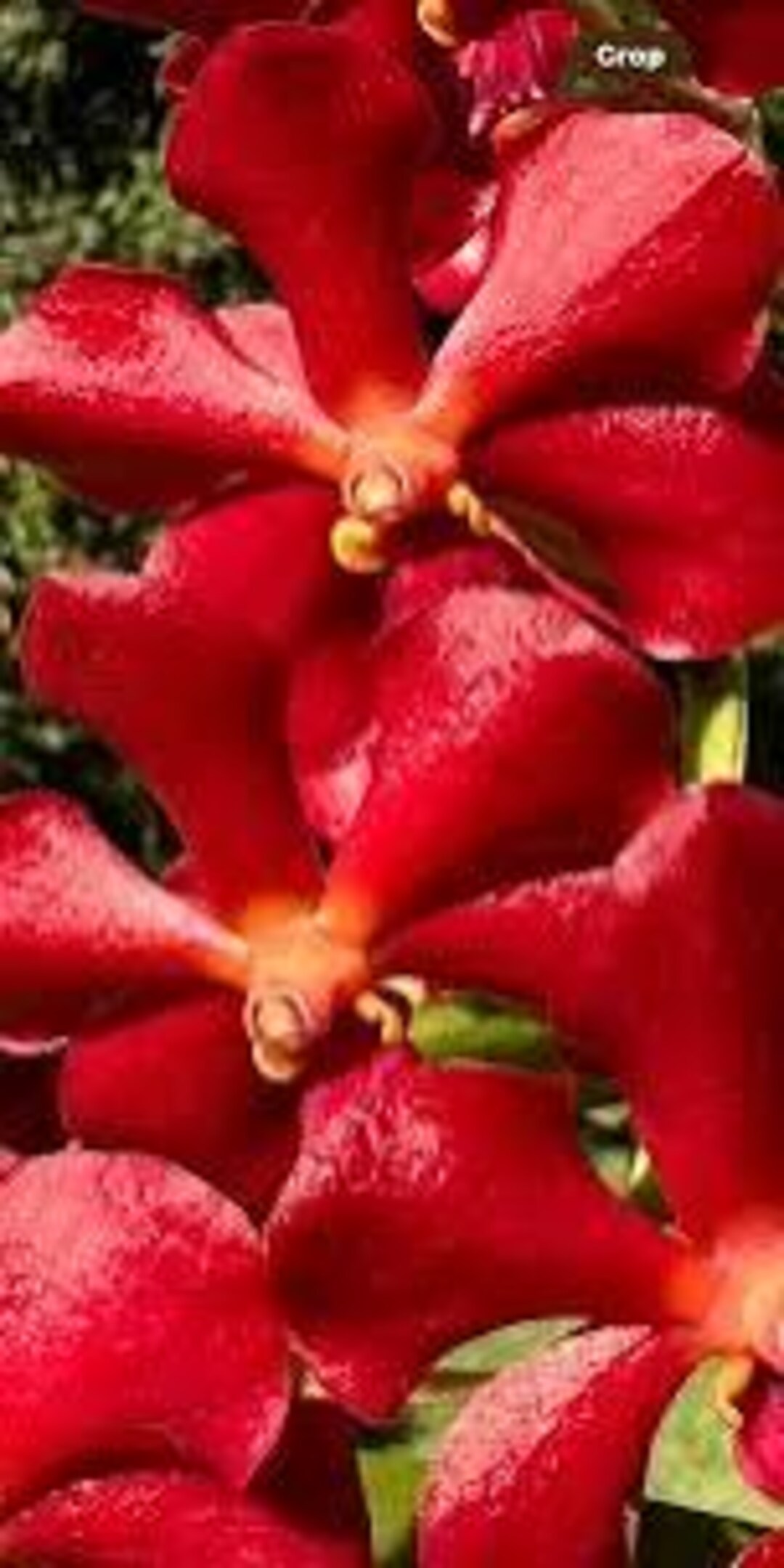 Vanda Bang Red X Meda Arnold- Cherry Red Blooming Size Orchid Plant Old ...