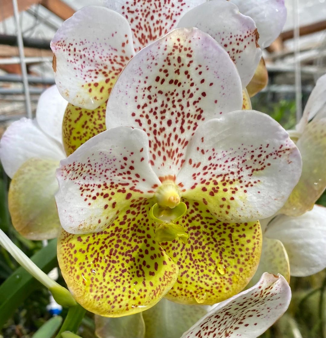 Vanda Prapthom Gold X Taweesuksa - Two Tone White/yellow Orchid ...