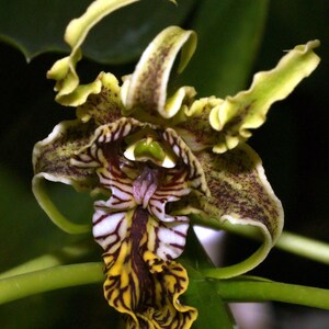 Dendrobium Spectabile Orchid - Large Bulbs - Etsy