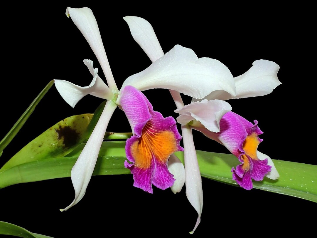 Cattleya Kiat Tan Orchid - Cattleya Dowiana X C. Iricolor - Etsy