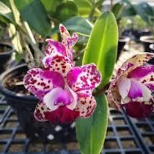 Cattleya Da She Cognac- Orchid Plant - Etsy