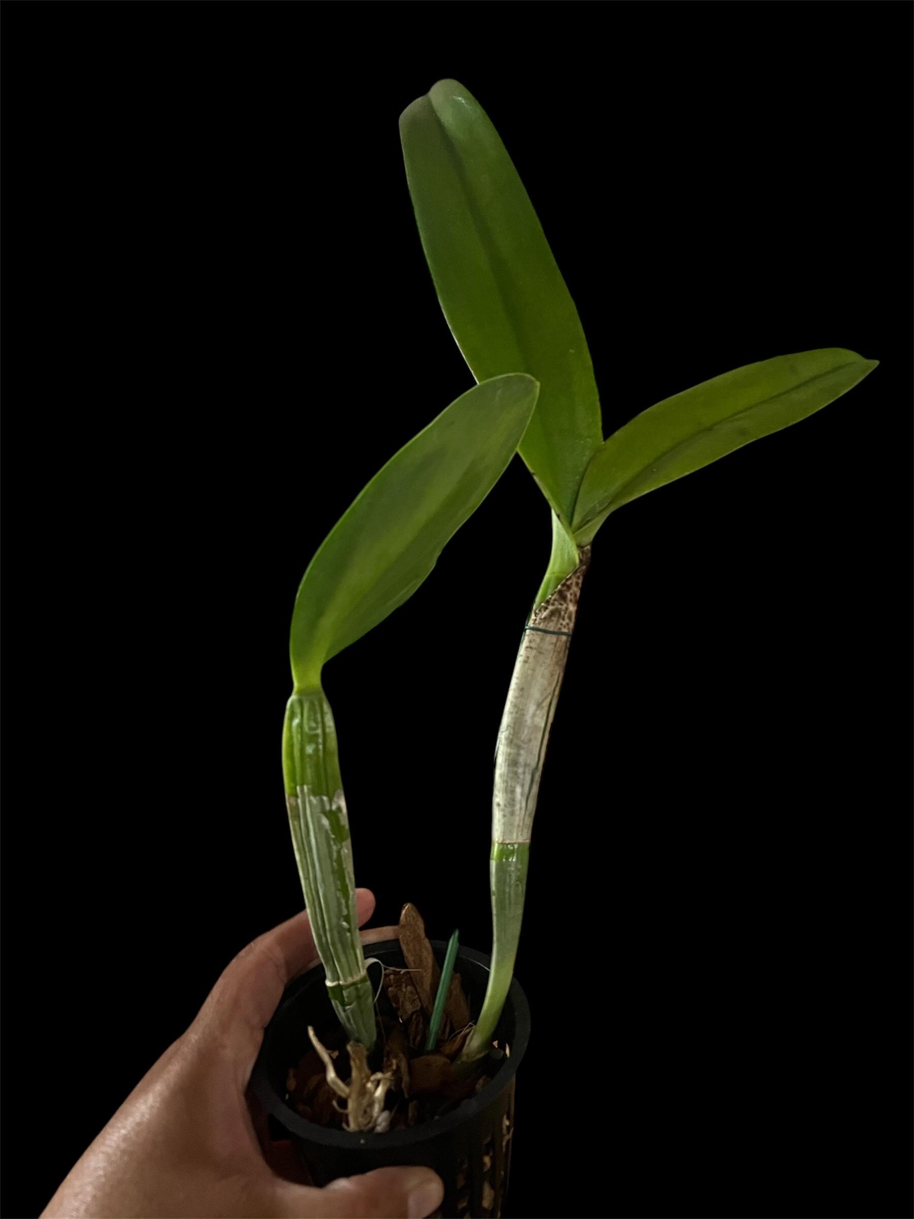 Cattleya Delta Fire Wing Orchid - Etsy