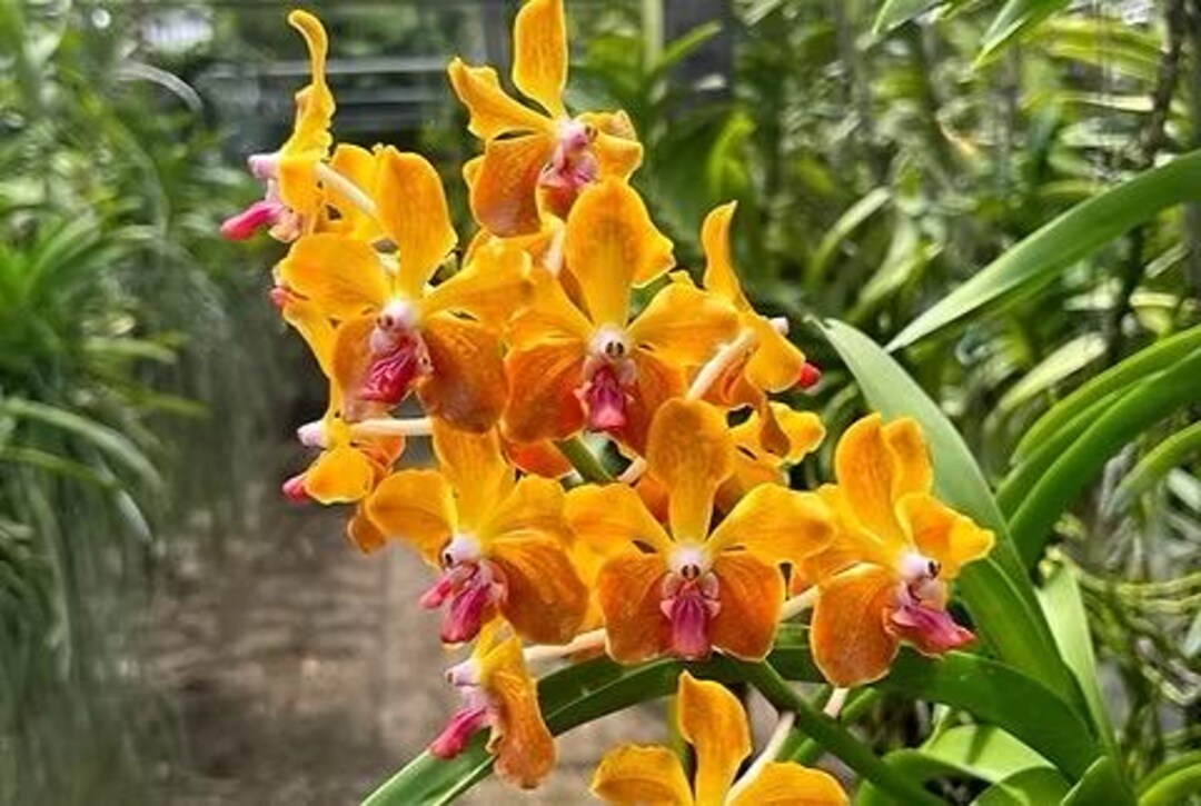 Vanda M.V Tannis - Orchid Plant Large Plant - Etsy