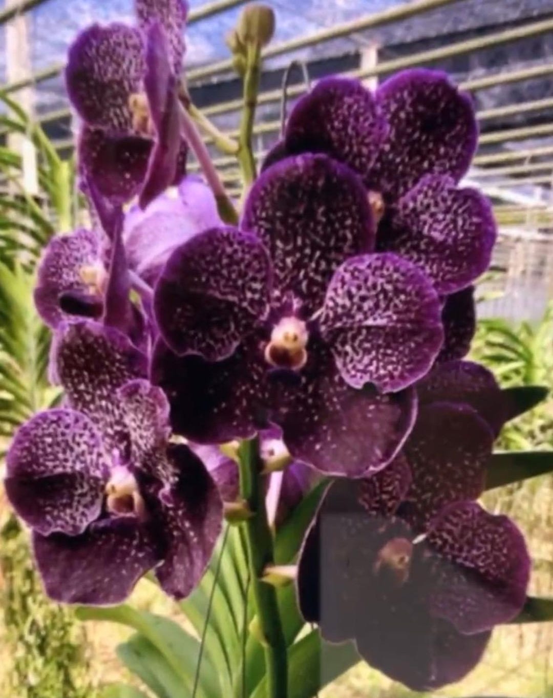 Vanda Delight X Bitz Heartthrob Black Orchid - Etsy