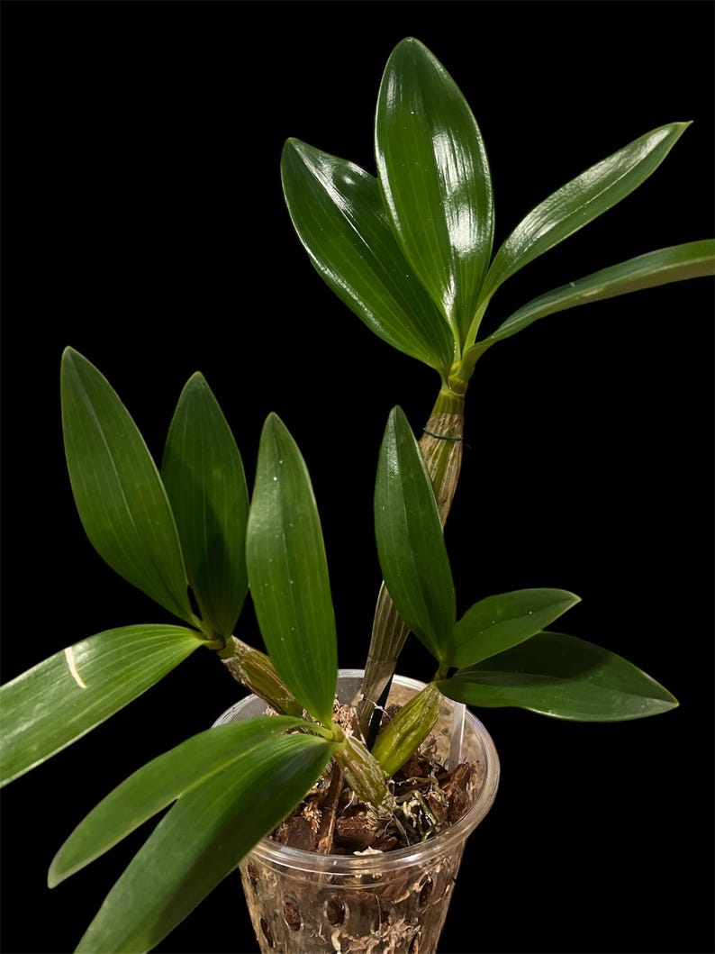 Dendrobium Spectabile Orchid - Large Bulbs - Etsy