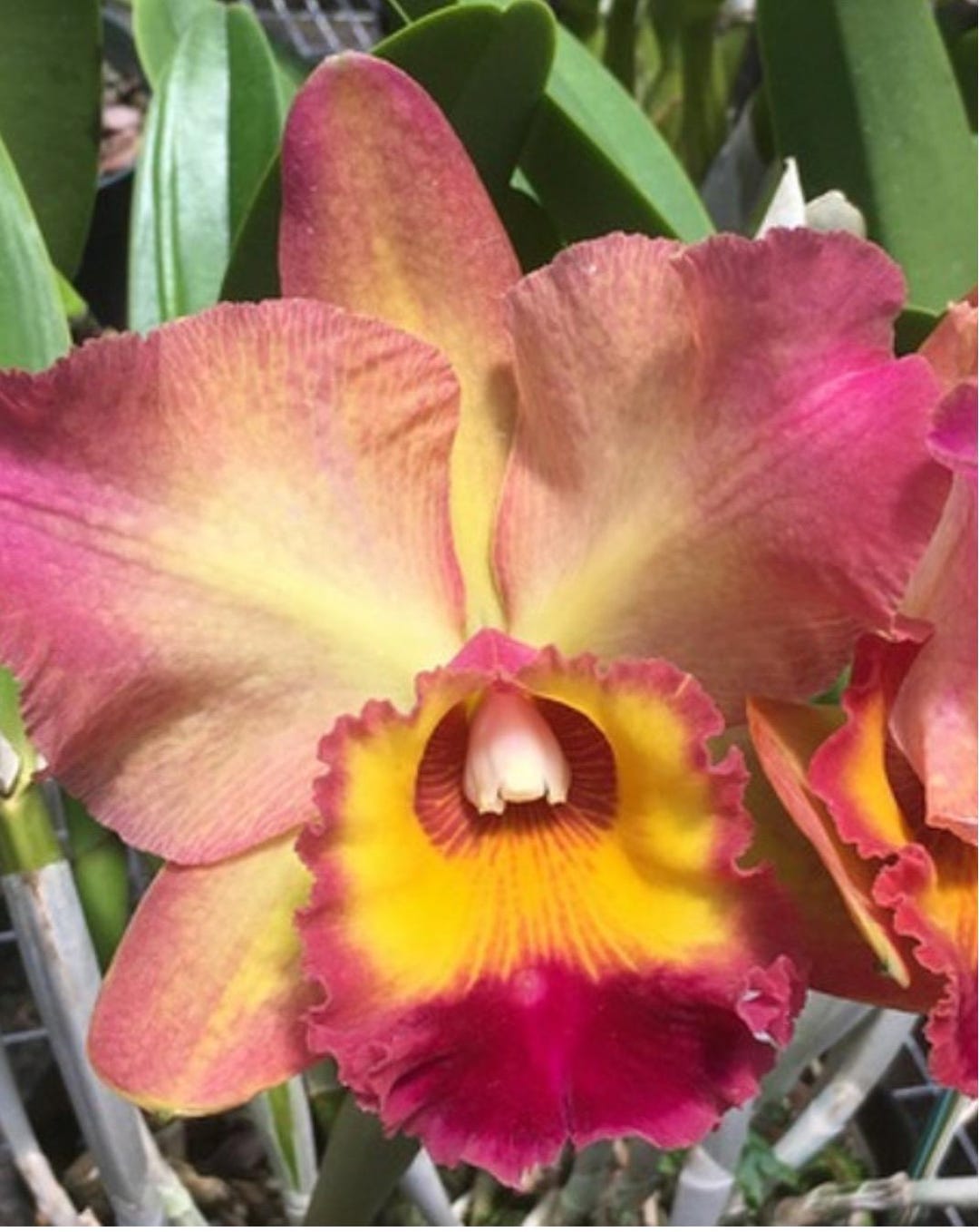 Rlc. Mem. Helen Kyrcz 'volcano Queen' Orchid - Etsy