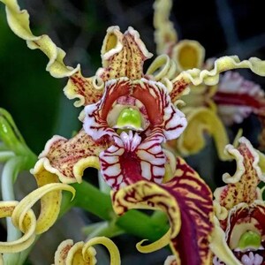 Dendrobium Spectabile Orchid - Large Bulbs - Etsy