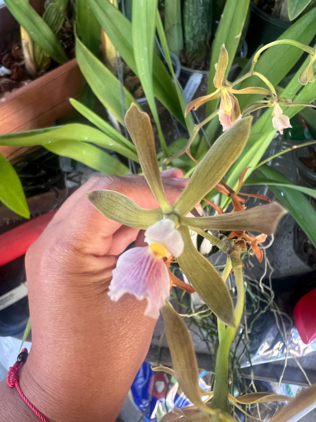 Encyclia Thienii X Cordigera in Bloom - Etsy
