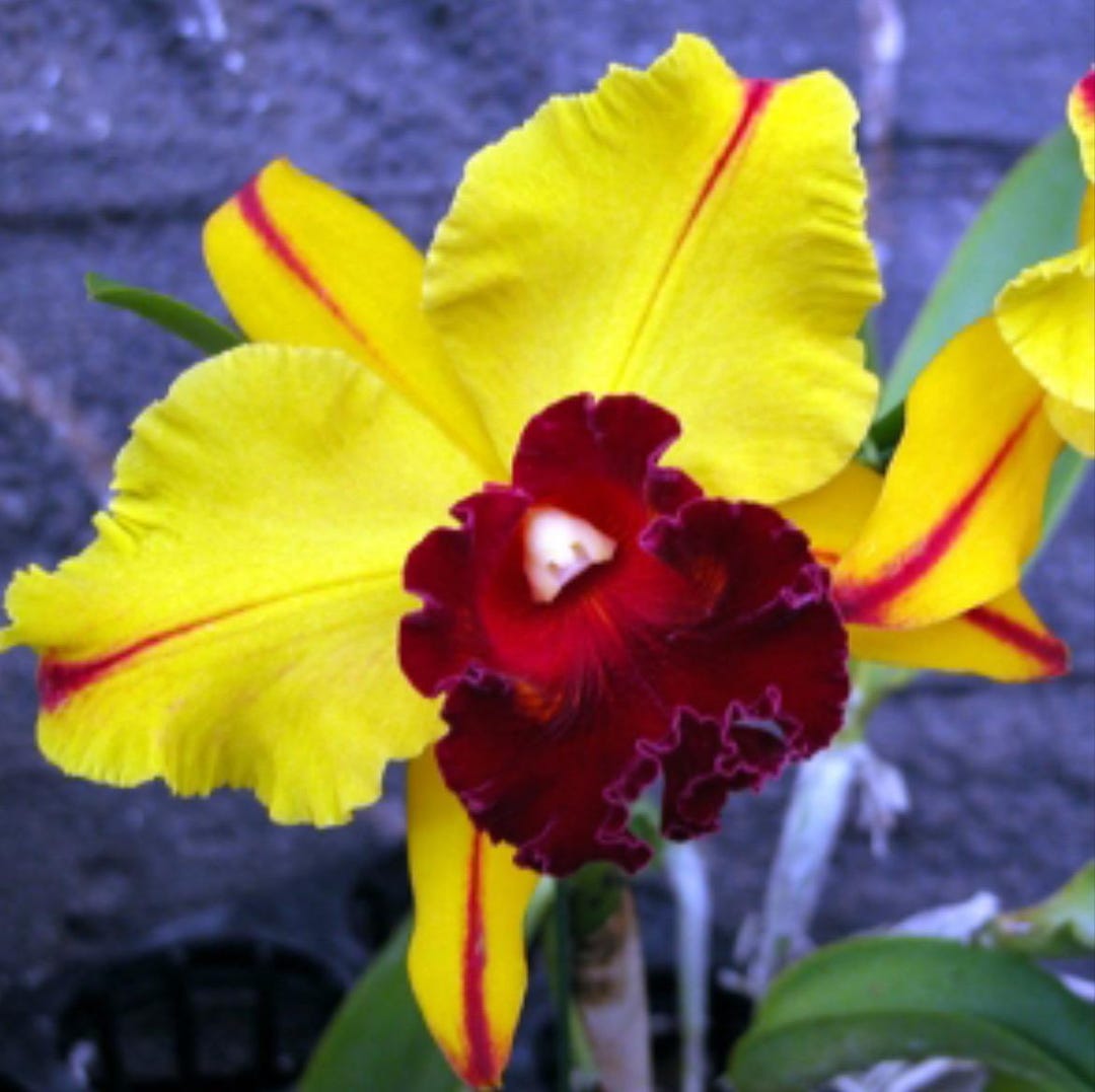 Cattleya Small World X Cattleya Toshie Aoki - Etsy