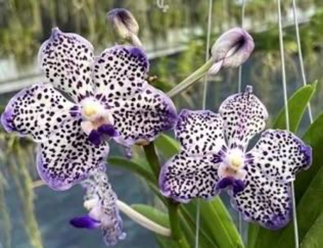 Vanda Princess Mikasa Blue- Seedling - Etsy