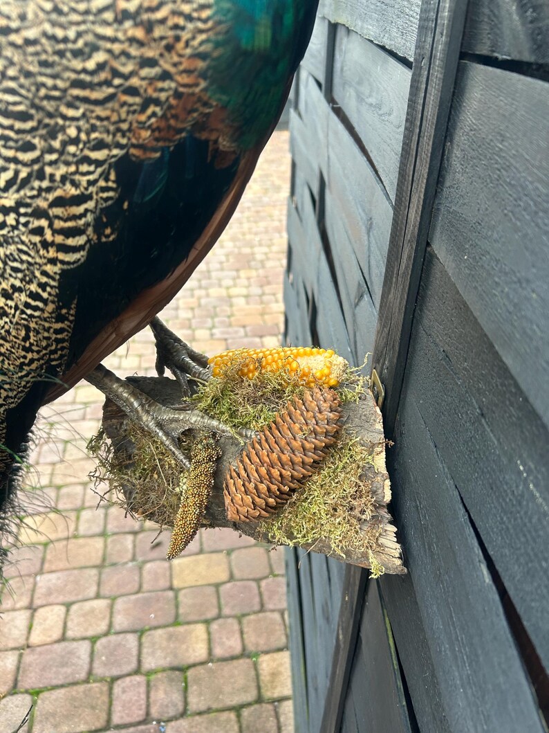 Quality Taxidermy Peacock Peafowl Home Decor Wild Birds Wall Hanging - Etsy