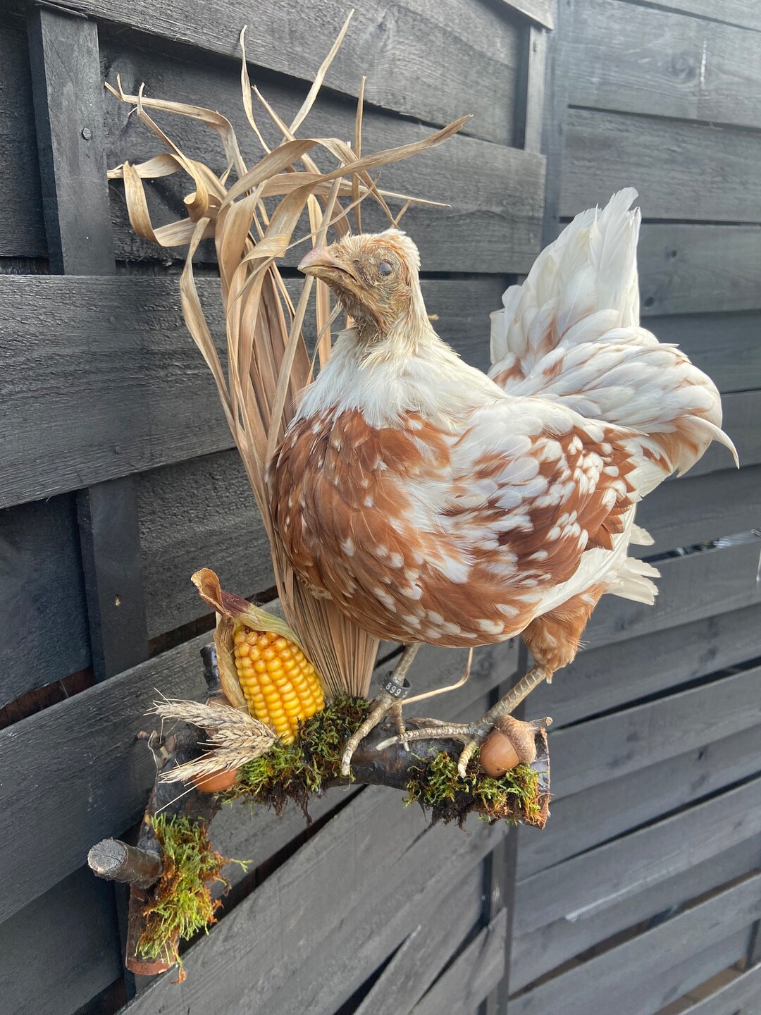 Quality Taxidermy Pair of Chickens Home Decor Birds - Etsy