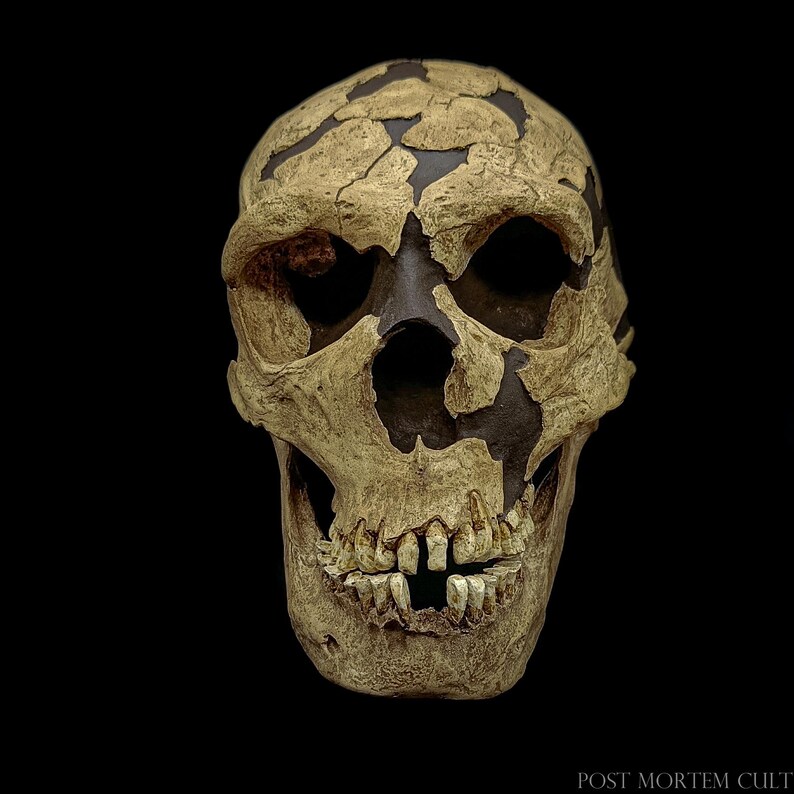 Shanidar 1 Neanderthal Skull Replica | Scientific Paleoanthropology ...