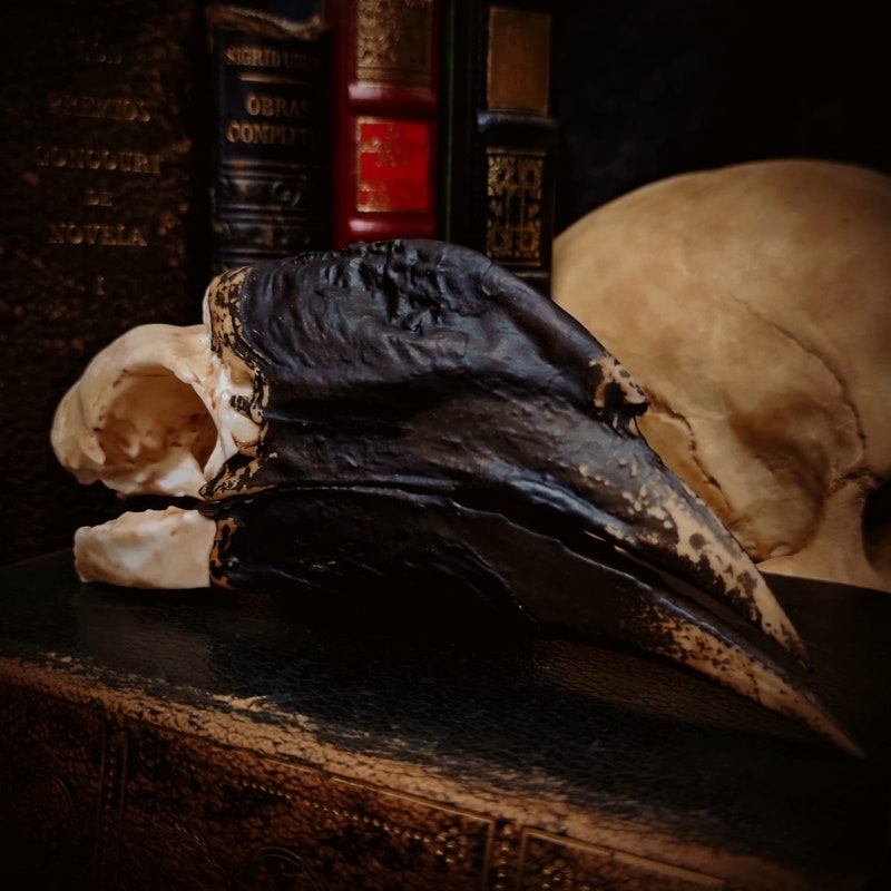 Exotic Bird Skulls - Etsy