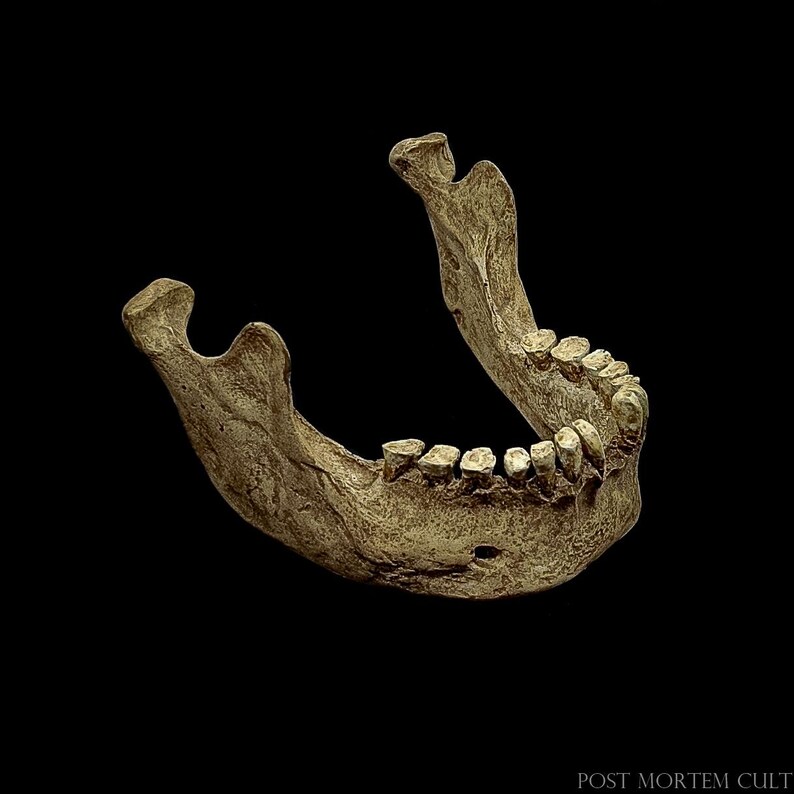 Shanidar 1 Neanderthal Skull Replica | Scientific Paleoanthropology ...