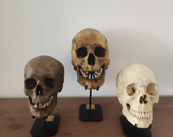 Human Skull Display Stand Low Profile - Etsy