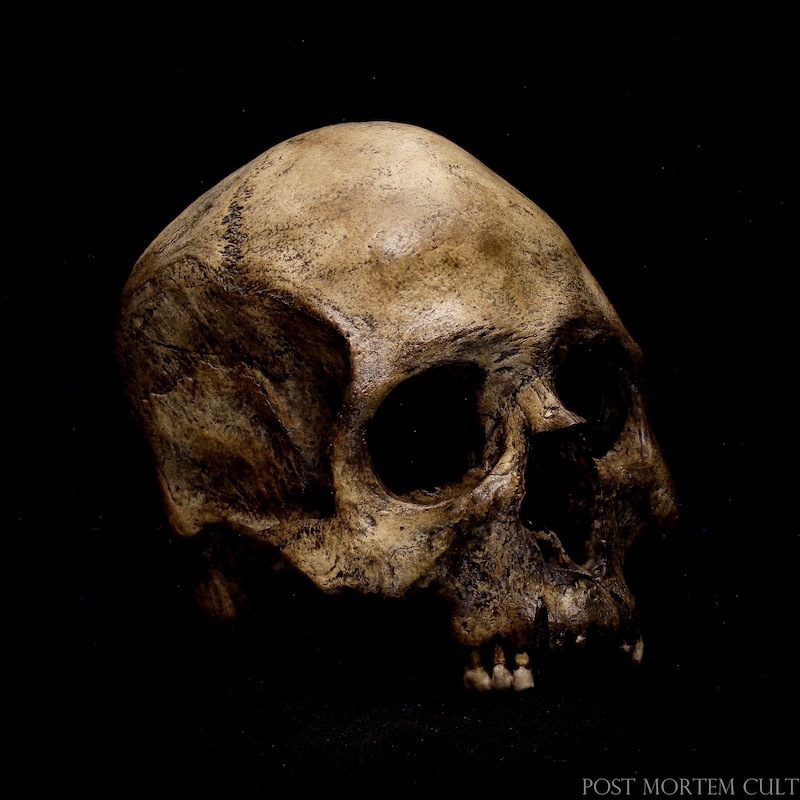 1:1 human skull replica - Etsy Polska