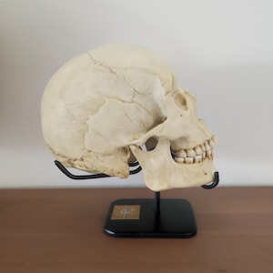 Human Skull Display Stand – Decorative Skull Exhibit for Oddities ...