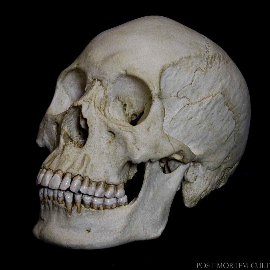 Human Skull Replica Anatomical Asian Human Skull Collectible ...