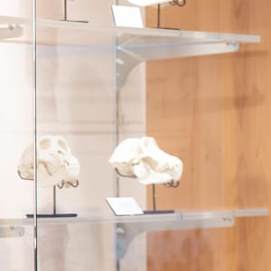 Human Skull Display Stand – Decorative Skull Exhibit for Oddities ...