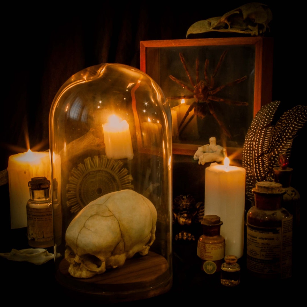 Unique Deformed Fetus Skull Decoration - Curiosities & Oddities Art ...