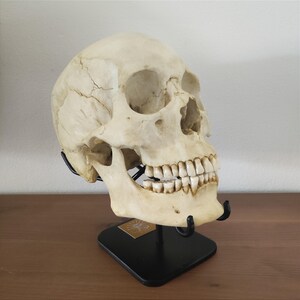 Human Skull Display Stand – Decorative Skull Exhibit for Oddities ...