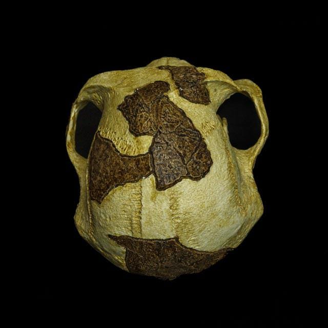 Australopithecus Afarensis “lucy” Skull Replica - Human Evolution ...