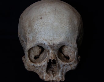 Female Human Skull Replica - Etsy UK