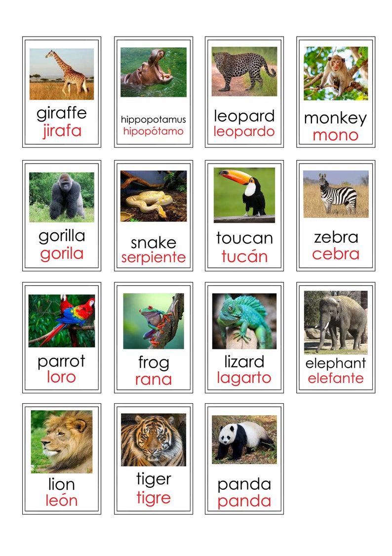 Zoo Animals Flash Cards/downloadable/teacher Resources - Etsy
