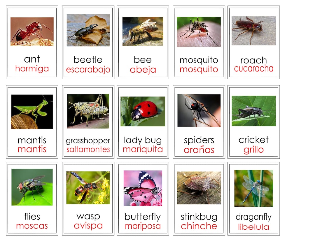 Insects Flash Cards/english/spanish/teacher Resources/pdf - Etsy