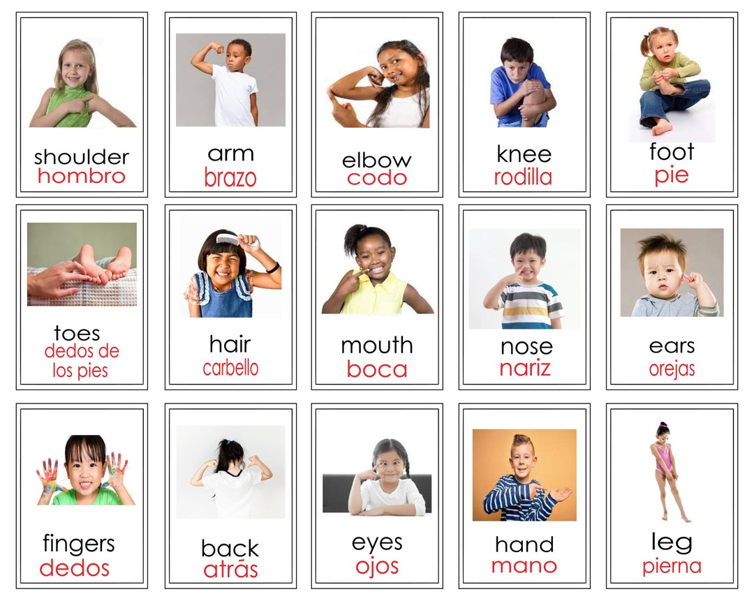 Body Parts Flash Cards/english/spanish/downloadable/pdf - Etsy