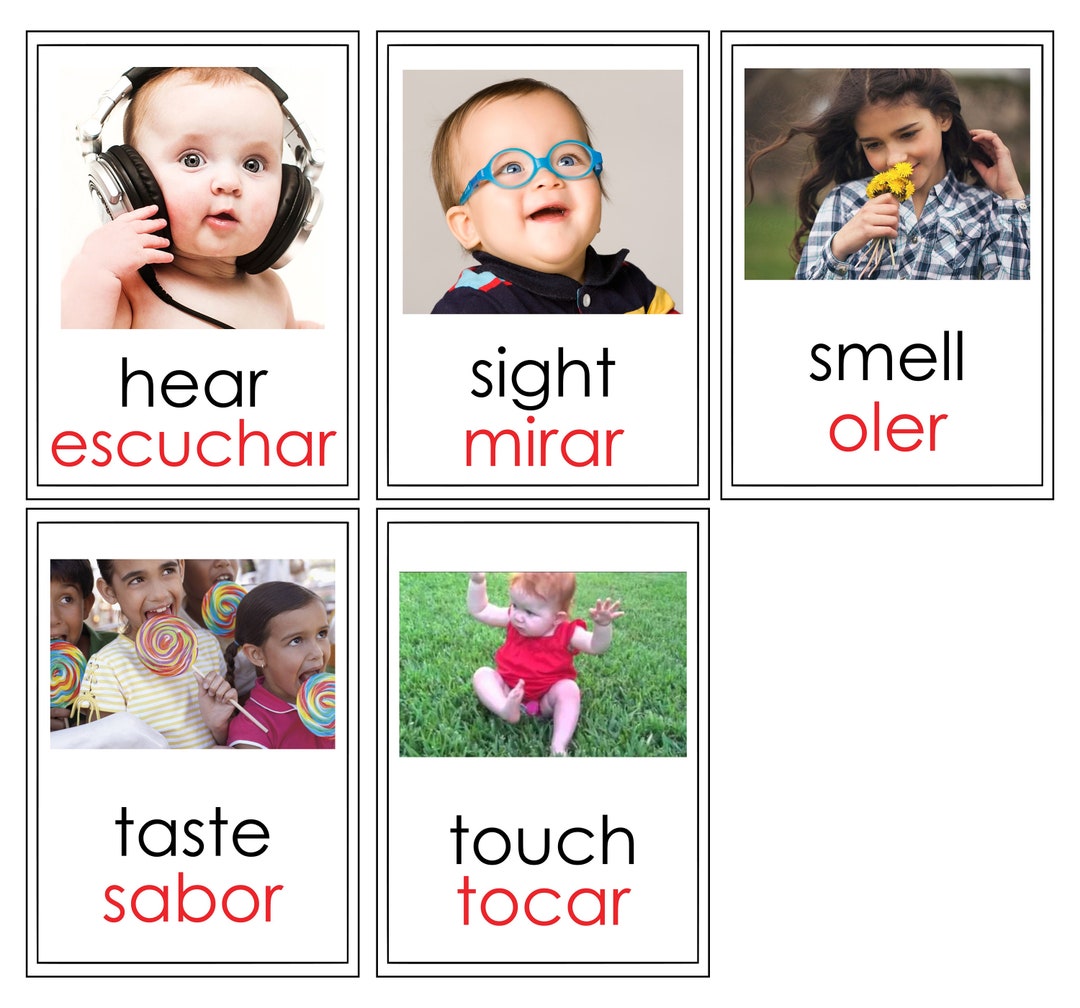 Five Senses Flash Cards/downloadable/teacher Resources - Etsy