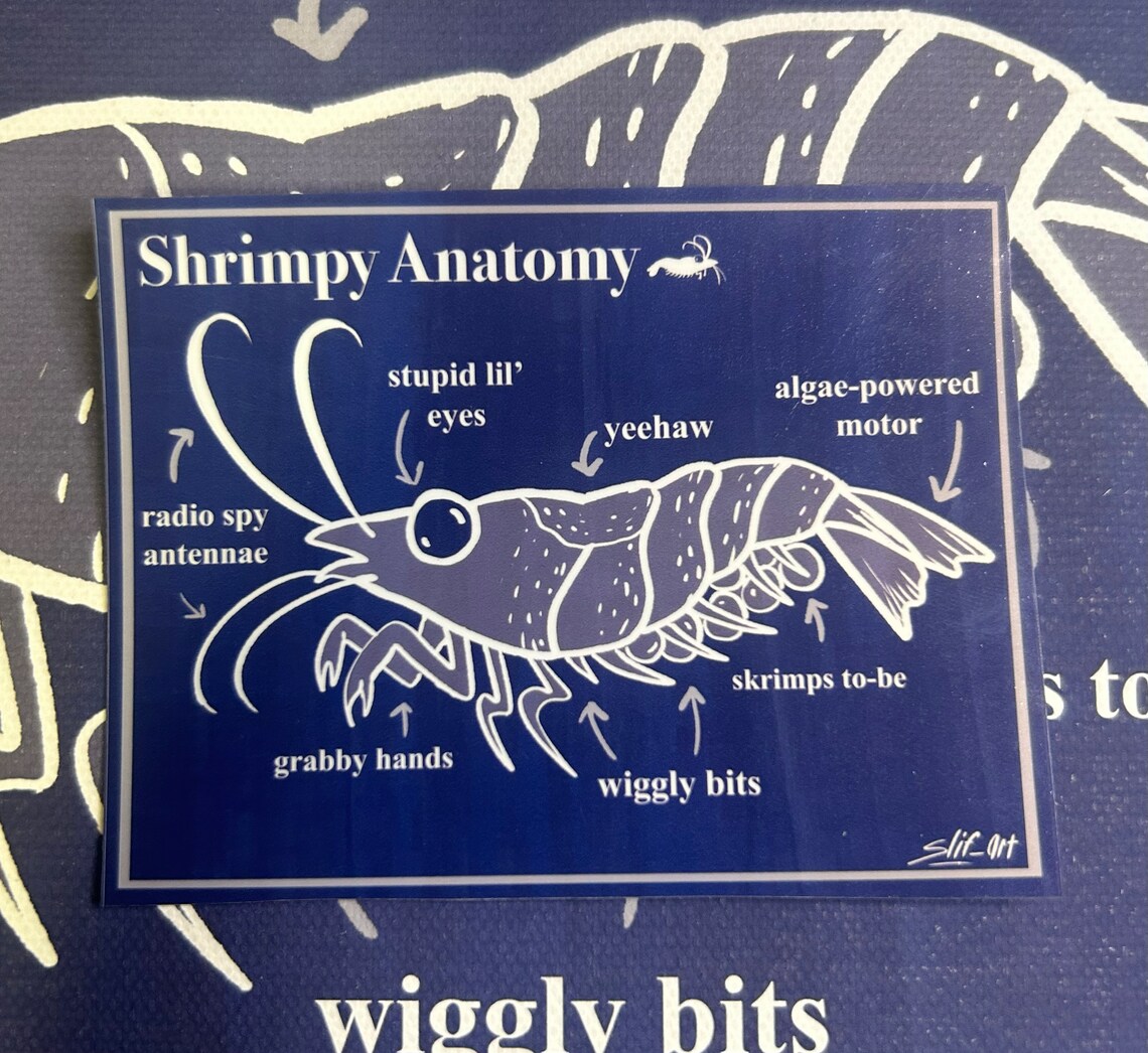 Shrimpy Anatomy Vinyl Sticker Print Laptop Decal - Etsy