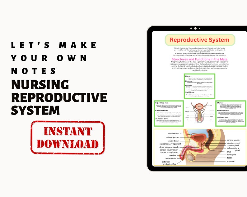 MED SURG: Reproductive System Nursing Notes, Reproductive System ...