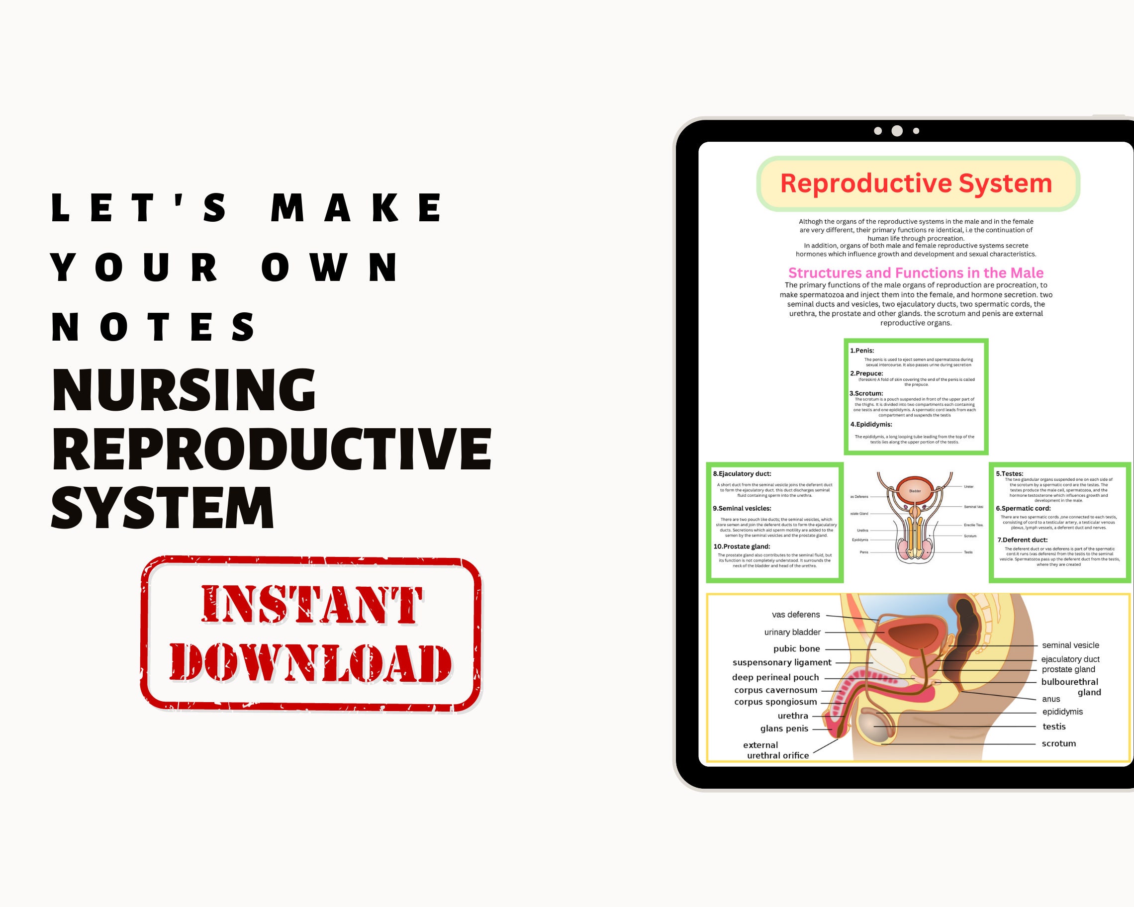 MED SURG: Reproductive System Nursing Notes, Reproductive System ...