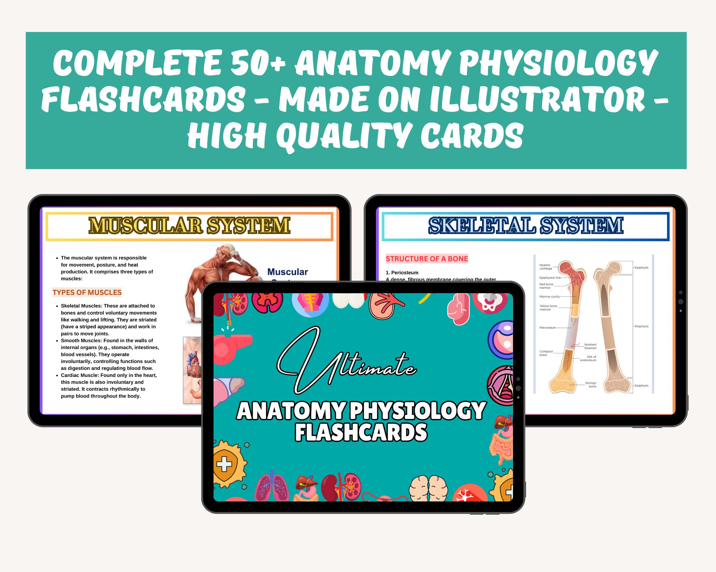 Anatomy & Physiology Flashcards, the Ultimate Study Guide, 2026 Edition ...