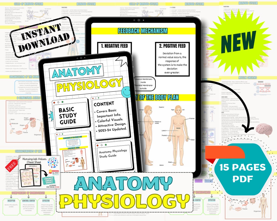 Anatomy Physiology Nursıng Bundle ALL BODY SYSTEMS With Free - Etsy