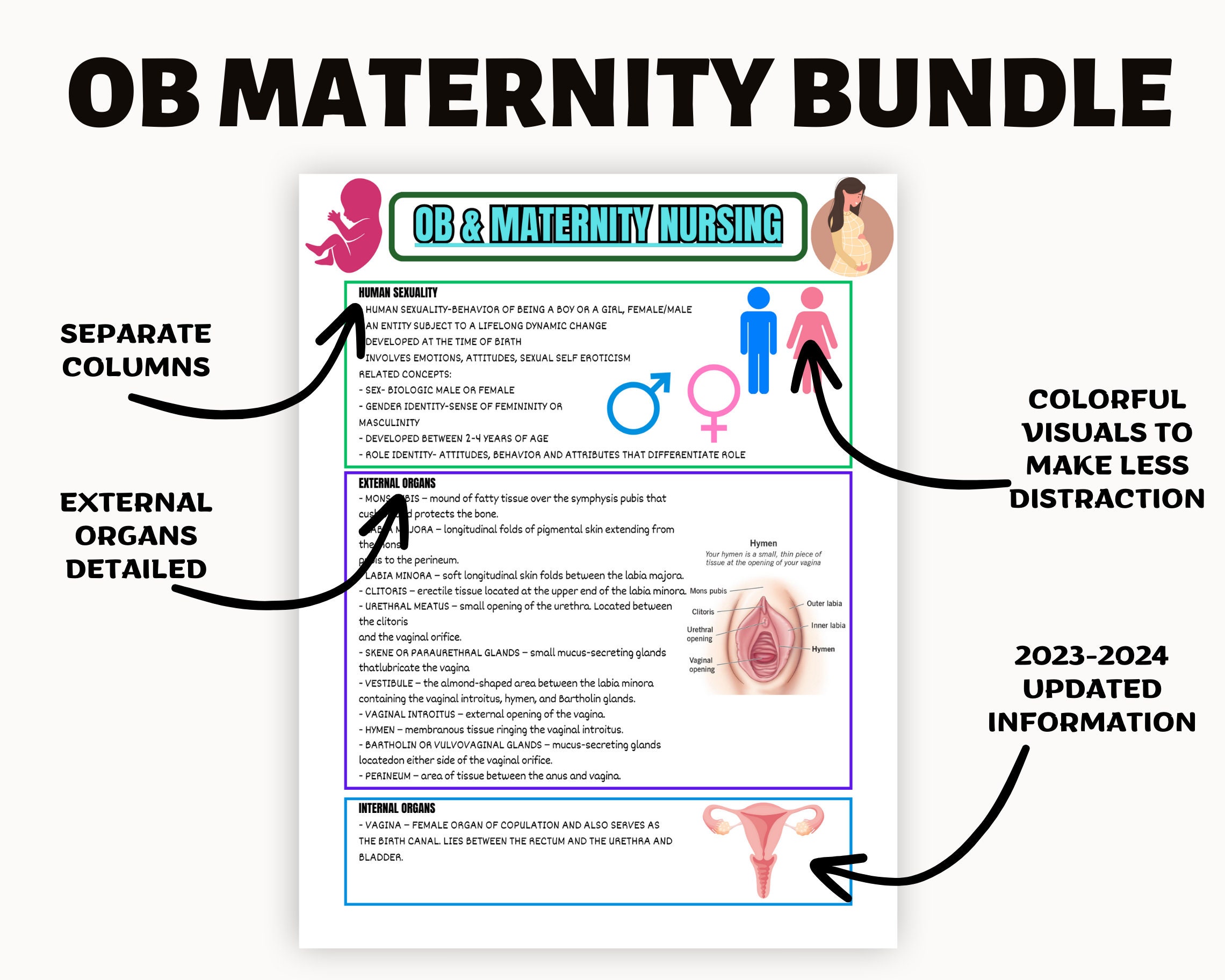 Ob Maternity Nursing Notes 43 Pages, Ob Maternity Bundle, Nursing Study ...