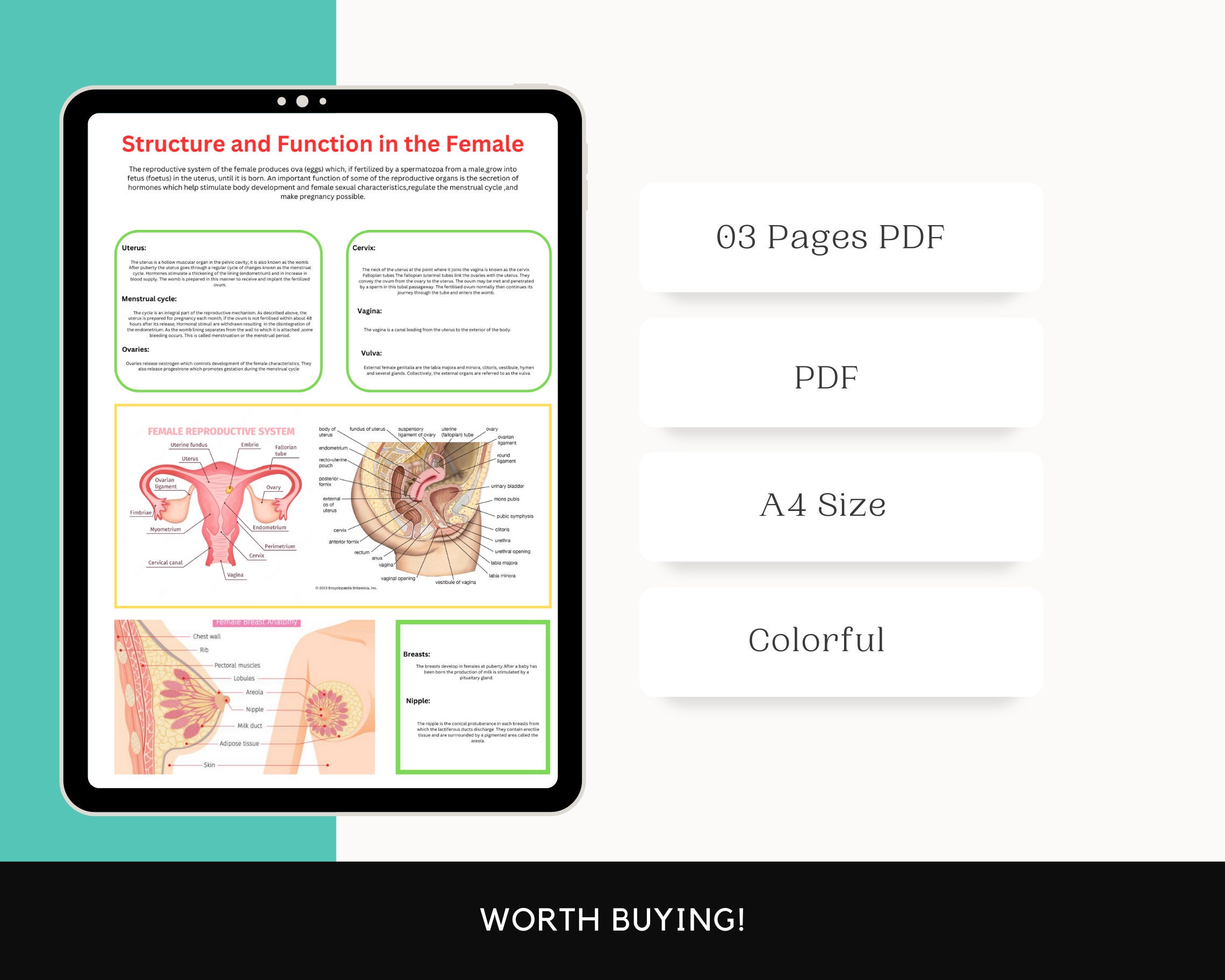 MED SURG: Reproductive System Nursing Notes, Reproductive System ...