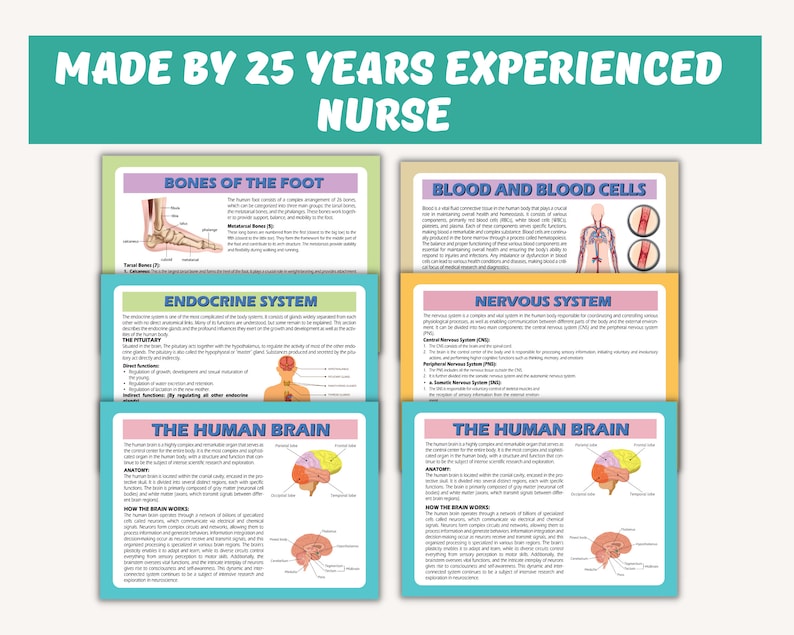 Anatomy & Physiology Flashcards: Human Body Study Guide (digital ...