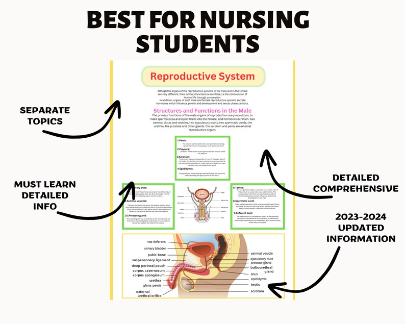 Reproductive System Nursing Notes: Anatomy and Physiology (digital ...