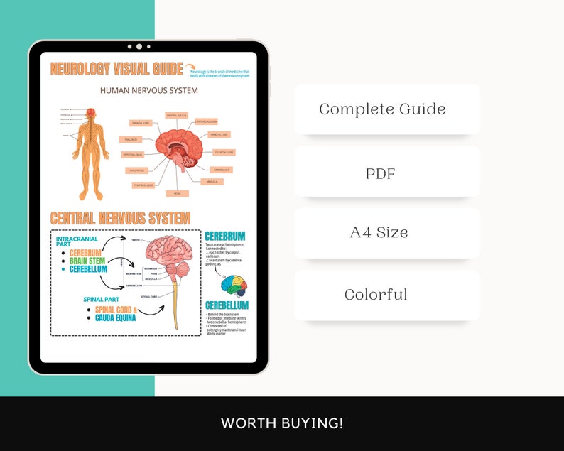 MED SURG: Neurological System, Neuro Bundle Notes, Med Surg Notes ...