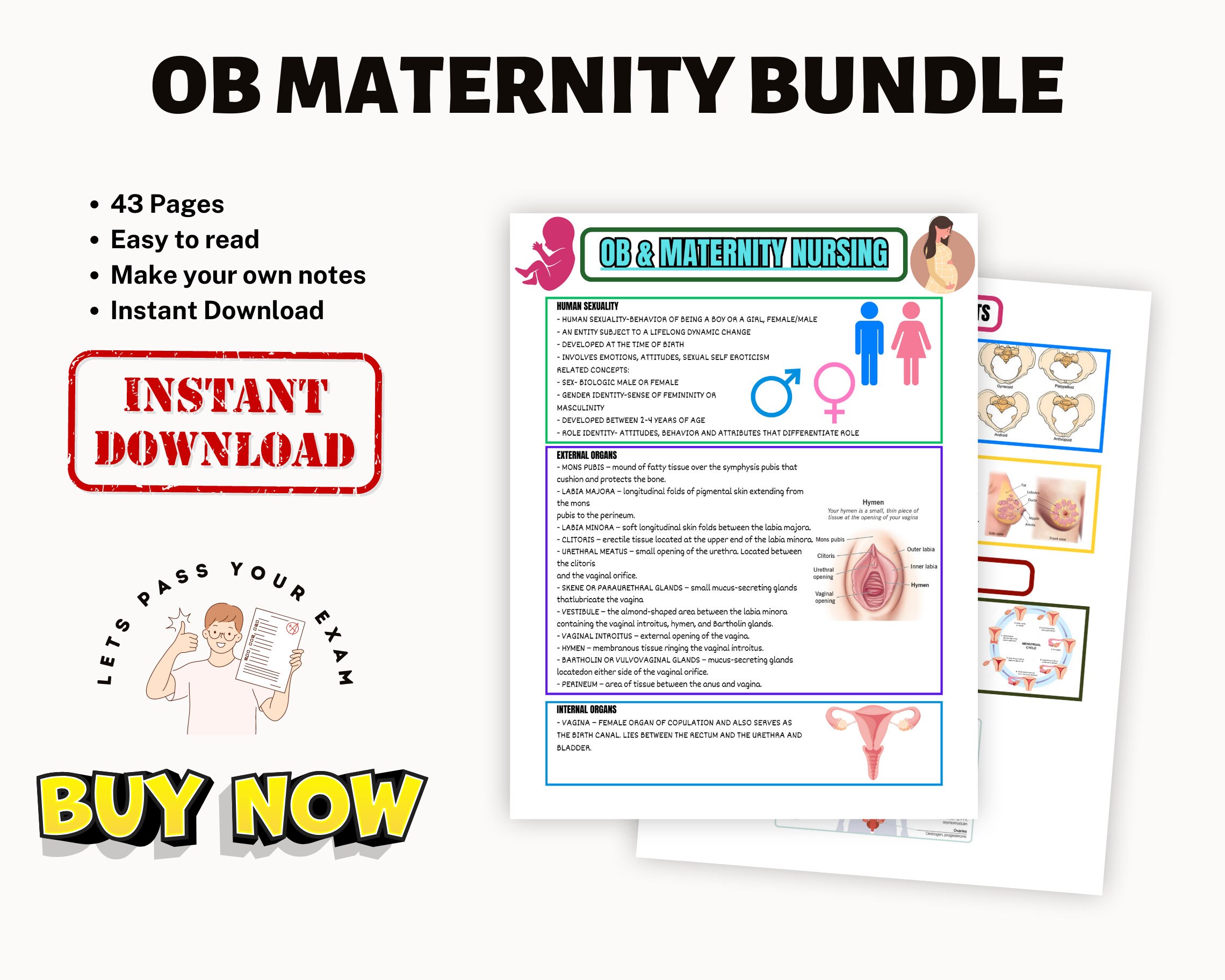 Ob Maternity Nursing Notes 43 Pages, Ob Maternity Bundle, Nursing Study ...