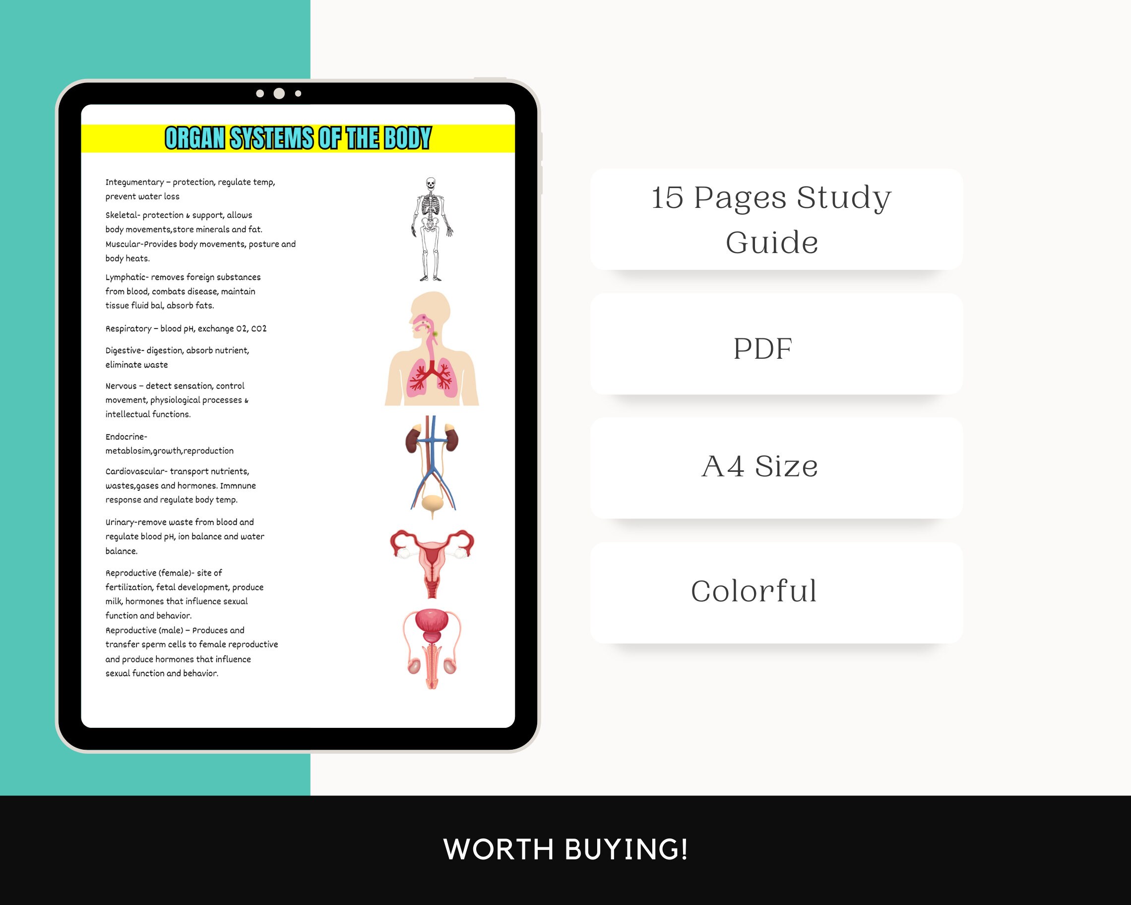 Anatomy Physiology Nursıng Bundle ALL BODY SYSTEMS With Free - Etsy