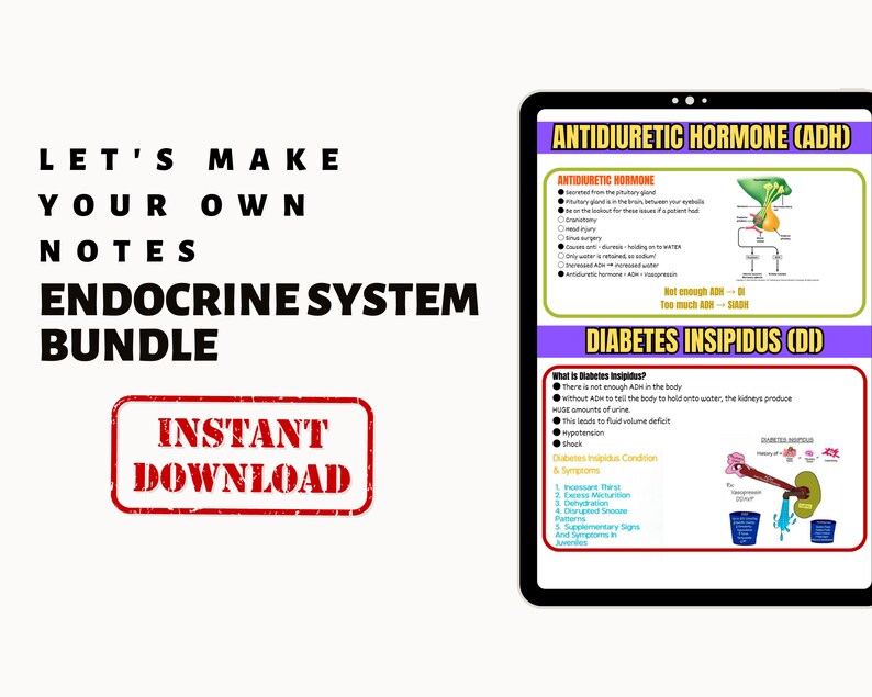 Endocrine System Nursing Study Guide: Disorders, Notes (digital ...