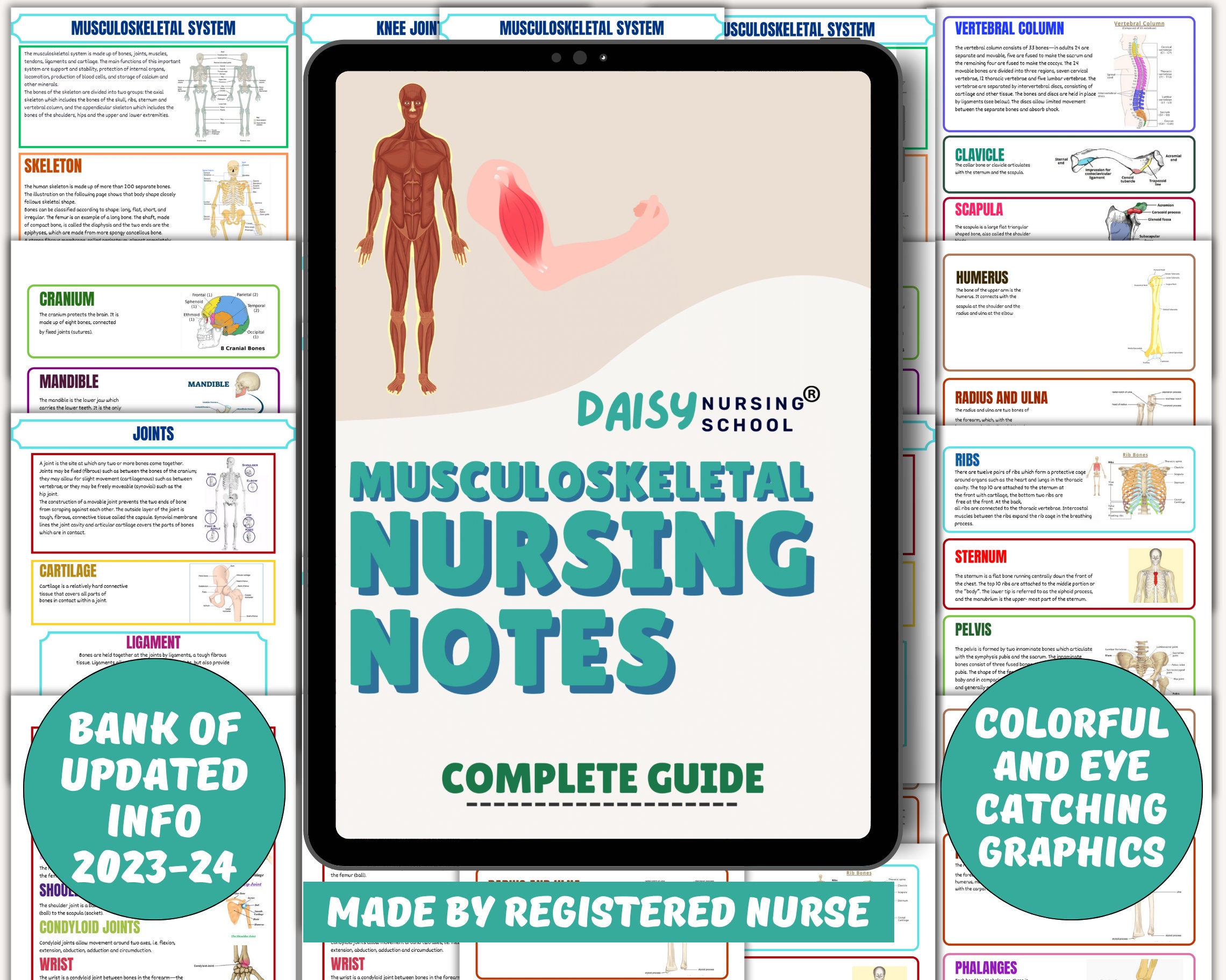 MED SURG: Musculoskeletal Anatomy Notes Musculoskeletal - Etsy