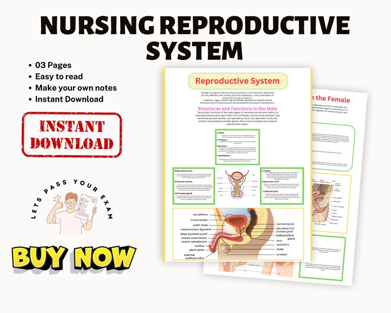 MED SURG: Reproductive System Nursing Notes, Reproductive System ...