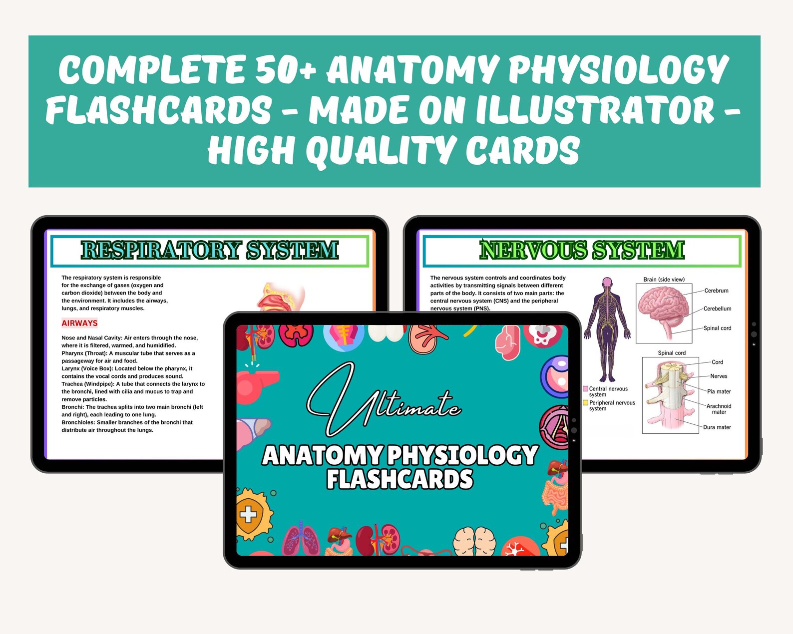 Anatomy & Physiology Flashcards, the Ultimate Study Guide, 2026 Edition ...