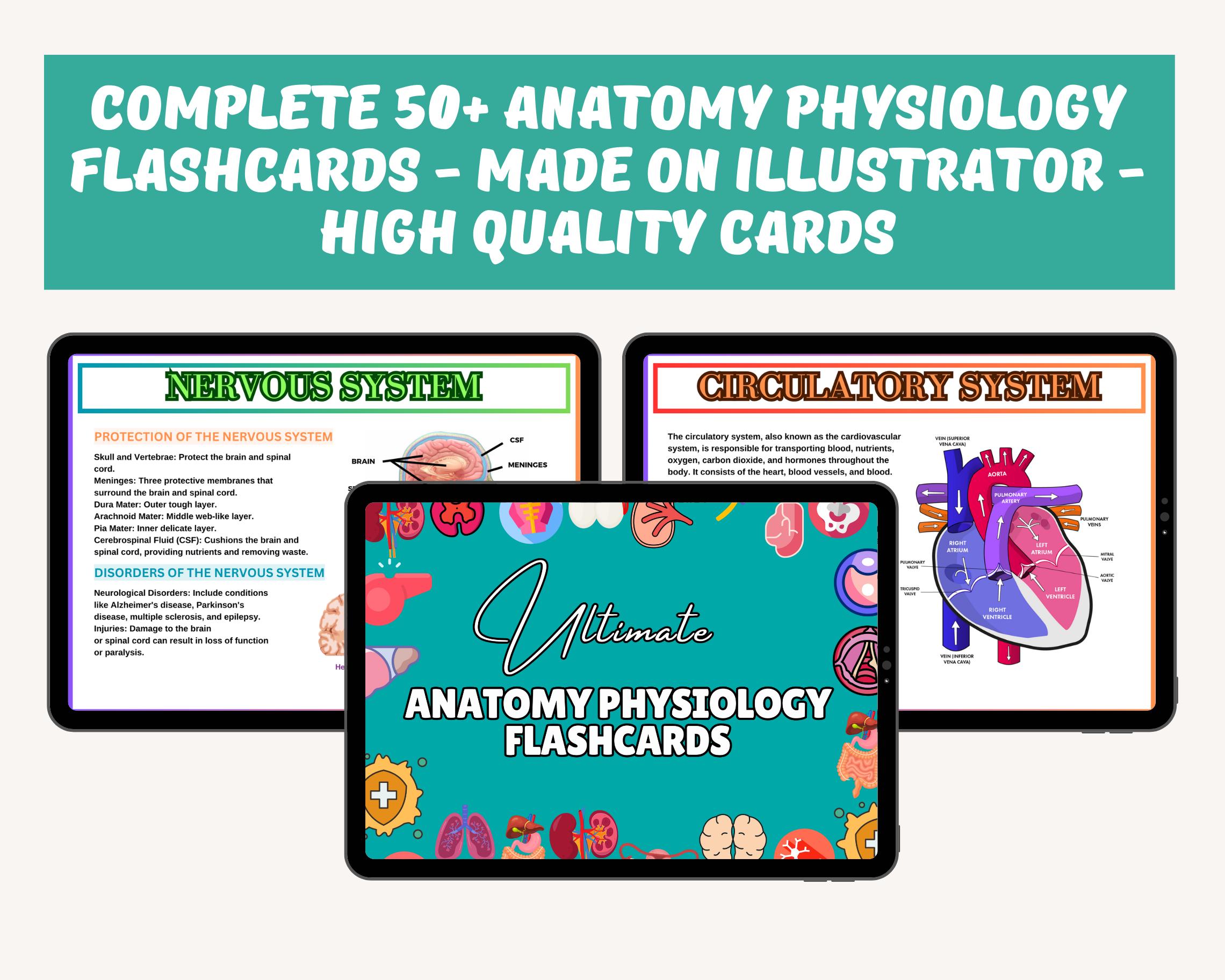 Anatomy & Physiology Flashcards, the Ultimate Study Guide, 2026 Edition ...